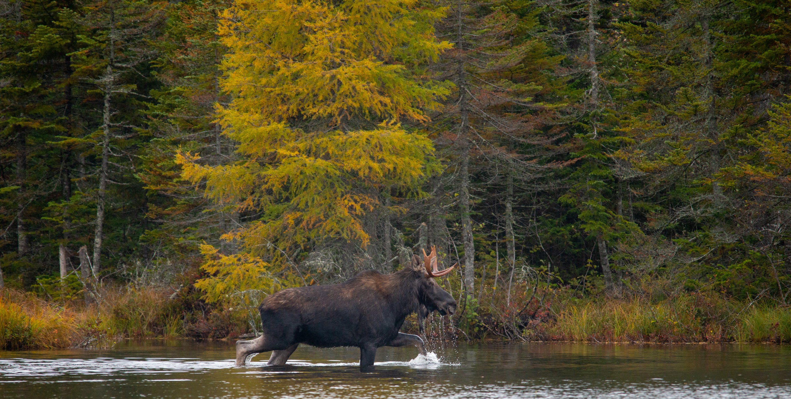 Moose River Canoe Trip - Maine Sport Outfitters