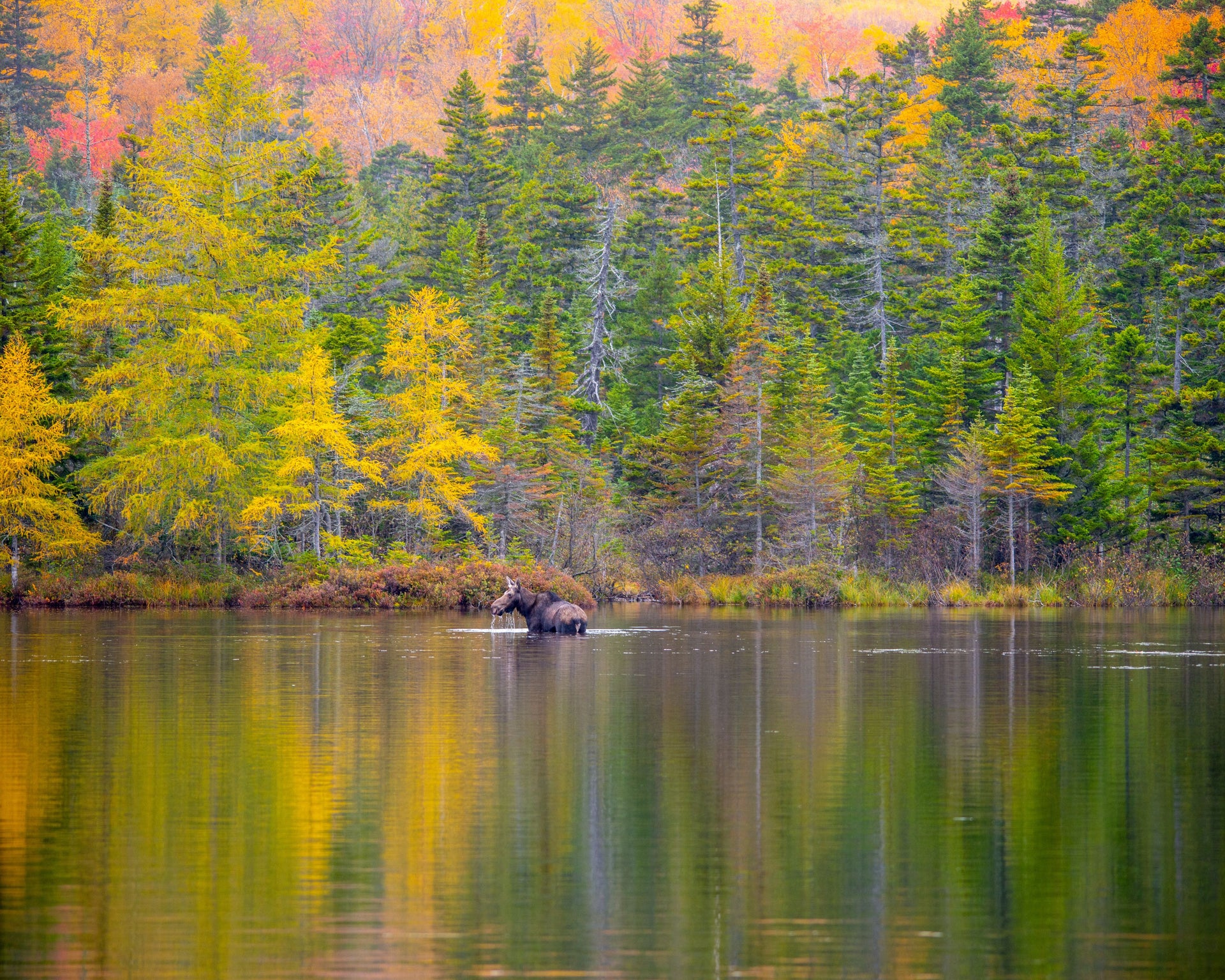 Moose River Canoe Trip - Maine Sport Outfitters